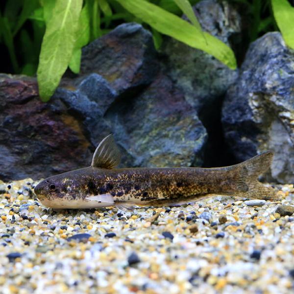 PF_SPQ　_aqua　sfset　熱帯魚・エビ他　ナマズの仲間　メタリックゴールドカンディル　１匹　その他の熱帯魚　Ｃｅｔｏｐｓｉｓ　ｏｒｉｎｏｃｏ　ゴールデンカンディル　ゴールデンジョーズカンディル　メタリックゴールドジョーズカンディ...