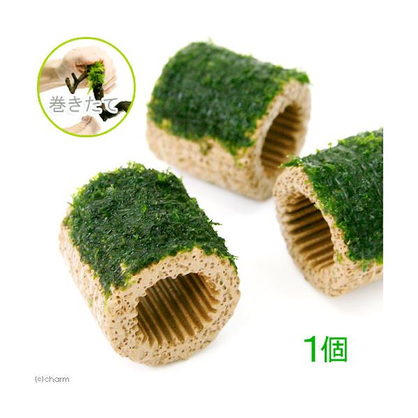 _wp　_aqua　熱帯魚　エビ他　ウィローモス特集　ビギナーにお勧め　水草付き流木　エビ用水草　CO2なしでも育つ水草　水草ハウス　all_plants　ウィローモス　20100408　KM　ライフKM　life_manaus　エビが喜ぶ...