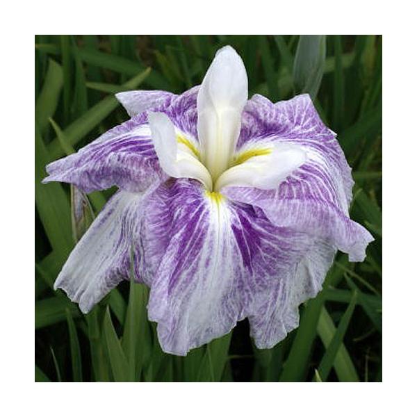 _aqua　_gardening　金魚・メダカ　ビオトープ　水辺植物　水生植物　ayame　ガーデニング　その他水辺植物　花菖蒲　肥後系　白　紫　八重咲き　gw_ガーデニング　syobun0603　all_plants　花菖蒲0302　20...