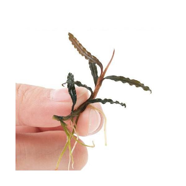 PF_SPQ　水草　クリプトとその近縁　ワイルド便　ブセファランドラ　ブセ　ブケファランドラ　陰性水草　低光量　サトイモ科　Araceae　ブセファランドラ属　kayulapis　Bucephalandra　micrantha　ミクランサ　...