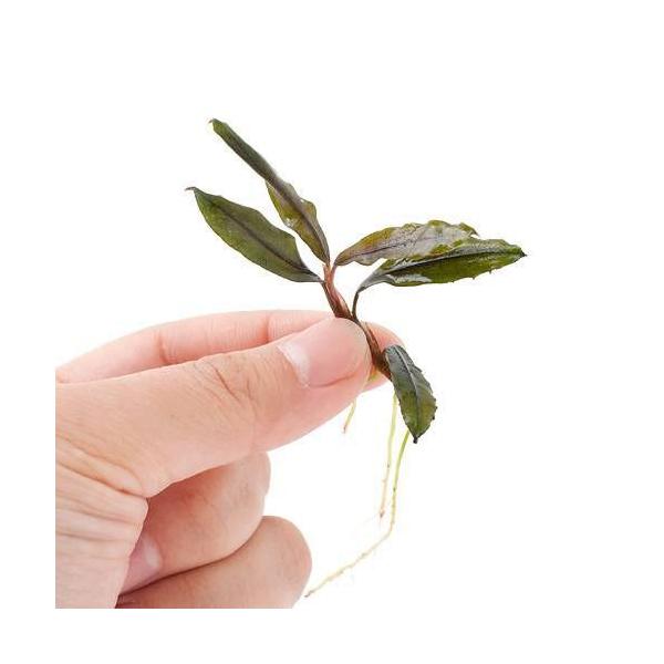 PF_SPQ　水草　ワイルド便　ブセファランドラsp　クアラクアヤン　陰性水草　低光量　kualakuayan　Type1　ブケファランドラ　ブセ　Bucephalandra　サトイモ科　Araceae　ブセファランドラ属　ボルネオ　ボルネ...