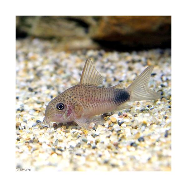 PF_SPQ　熱帯魚・エビ他　コリドラス　ショートノーズ　コリドラスニューバイオレット　１匹　Ｈｏｐｌｉｓｏｍａ　ｓｉｍｉｌｅ　Ｃｏｒｙｄｏｒａｓ　ｓｐ．ｃｆ．ｓｉｍｉｌｉｓ　ＮＥＷ　ＶＩＯＬＥＴ　fish_database　corydor...