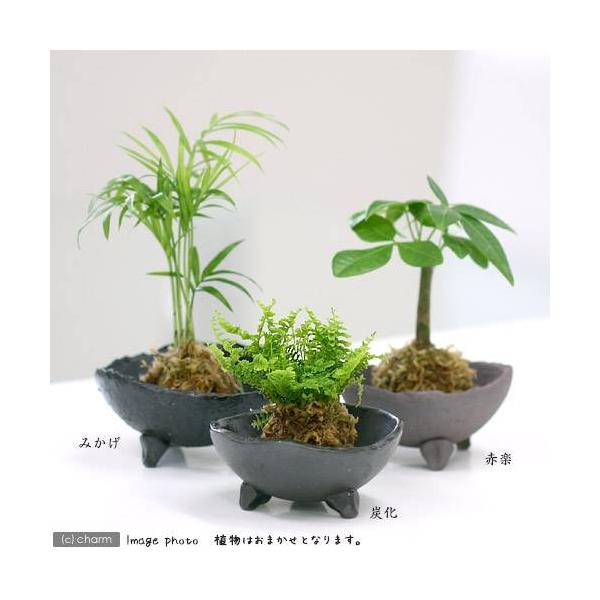_interior　_gardening　ガーデニング　観葉植物　苔玉　コケ玉　コケダマ　水苔　盆栽　ミズゴケ　育て方　育成方法　栽培方法　banner_kokedama　opa2_delete　creategardening　敬老の日　k...