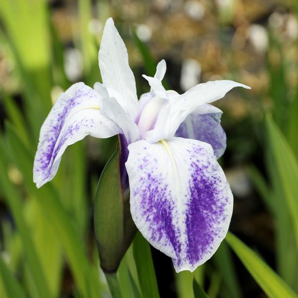 _aqua　_gardening　ビオトープ　水辺植物　水生植物　カキツバタ　ayame　ガーデニング　その他水辺植物　gw_ガーデニング　all_plants　育て方　育成方法　栽培方法　090list　opa2_delete　iris_...