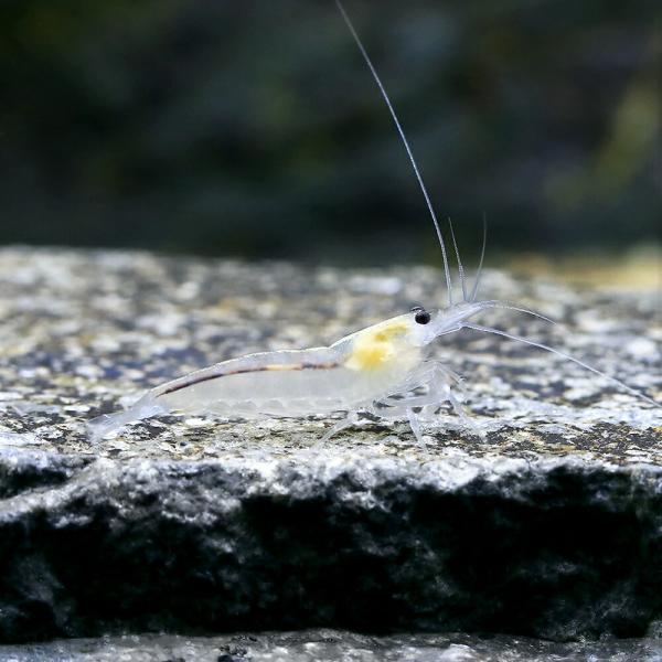 PF_SPQ　熱帯魚・エビ他　ヤマト・ミナミ　ヤマトヌマエビ　2匹　アマノシュリンプ　トロピカルシュリンプ　台湾ヤマトヌマエビ　タイワンヤマトヌマエビ　定番コケ対策　厳選水草用お勧め商品　【コケ対策】食べさせる　Caridina　multi...