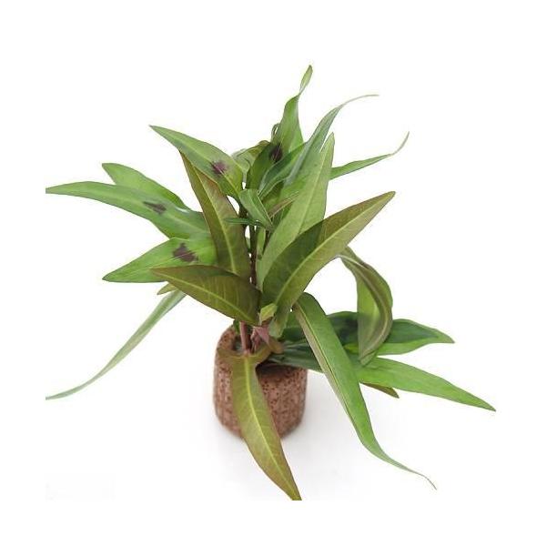 熱帯魚　_aqua　有茎　ラ行　plants20071207　Polygonum　水草　鉢植え水草　all_plants　20100412　水上葉寄せ植え　life_plant_etc　life_malti_wp　wp_kywrd　life...