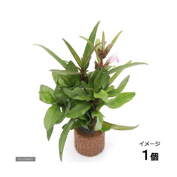 熱帯魚　_aqua　有茎　ラ行　Polygonum　水草　鉢植え水草　all_plants　20100412　DO　水上葉寄せ植え　life_plant_etc　life_malti_wp　wp_kywrd　lifemultiseries　...