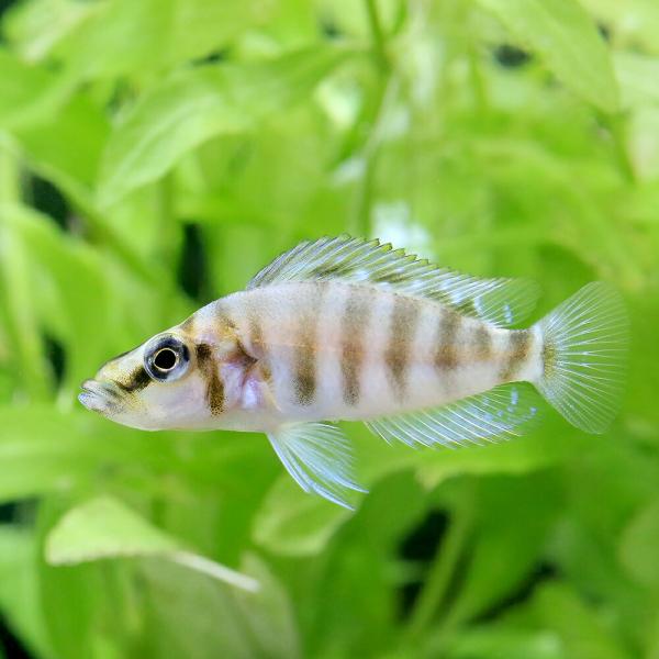 PF_SPQ　fish_database　熱帯魚・エビ他　シクリッド　種類で選ぶ　アフリカンシクリッド　アルトランプロローグス　コンプレシケプス　マンダリン　ティッチャ　１匹　アフリカ産　Ａｌｔｏｌａｍｐｒｏｌｏｇｕｓ　ｃｏｍｐｒｅｓｓ　ｍ...