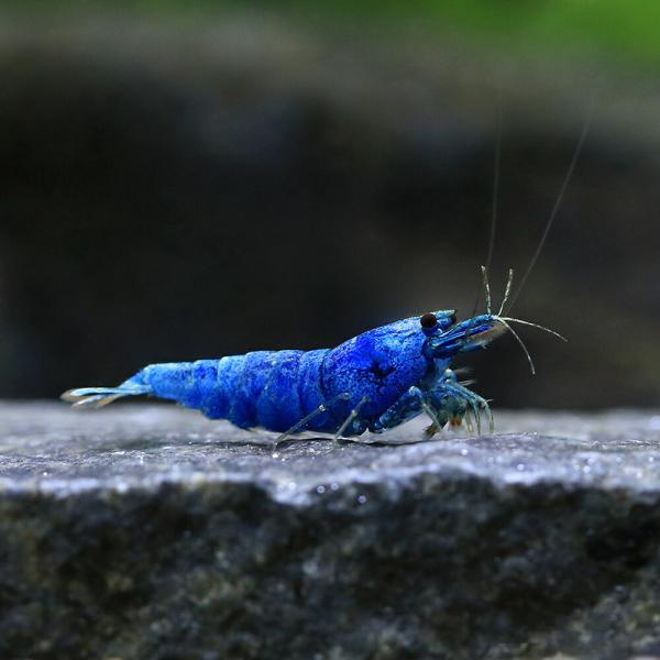 PF_SPQ　fish_database　turquoise_shadow_shrimp　熱帯魚・エビ他　ビーシュリンプ・エビ　シャドー系　ターコイズシャドーシュリンプ　１匹　シュリンプシャドー　ターコイズシュリンプ　20111208　MS...