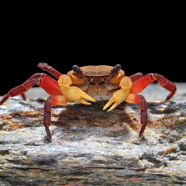 熱帯魚・エビ他　ザリガニ・その他生体　ボルネオブルークラブ　スラウェシシュリンプ　freshwatercrab　three　color　crab　Lepidothelphusa　sp.　Borneo　blue　y23m08　20230819...