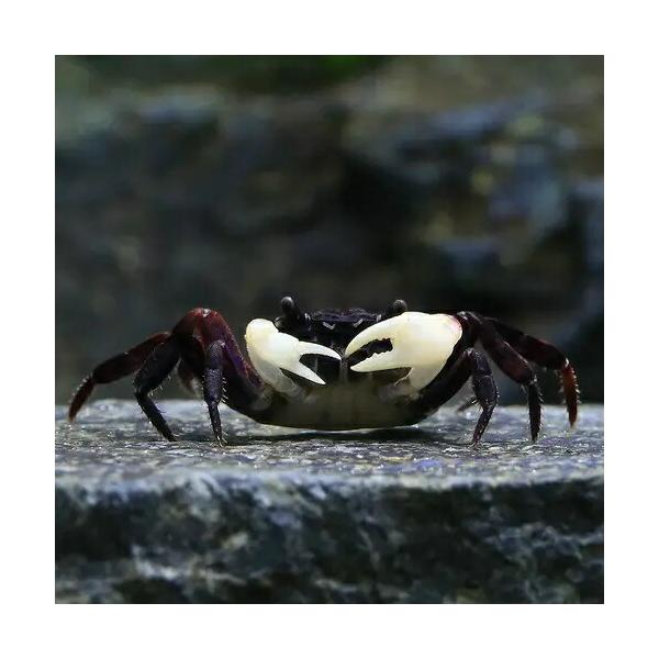 aqua　_insect　fish_database　熱帯魚・エビ他　ザリガニ・その他生体　セルリアンブルー　セルリアンブルークラブ　ドワーフクラブ　Cerulean Blue Crab　Lepidothelphusa sp.　熱帯魚・エビ...