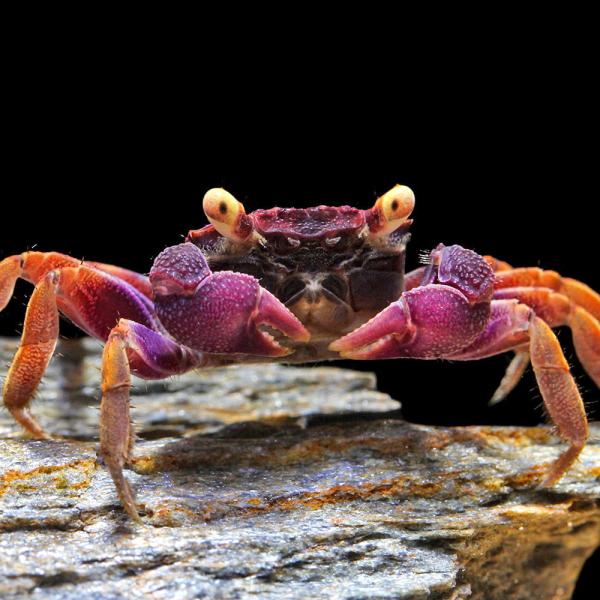 熱帯魚・エビ他　ザリガニ・その他生体　freshwatercrab　キャラメルバンパイアクラブ　バンパイアクラブ　カラメルバンパイア　カラメルブラウンバンパイア　ブラウンバンパイア　Geosesarma　Geosesarma dennerl...
