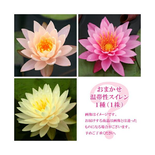 _gardening　スイレン　睡蓮　栽培　育て方　ビオトープ　熱帯性スイレン　ガーデニング　水辺植物　セット　温帯性　all_plants　おまかせ温帯性スイレン　20100501　YH　おまかせスイレン　ontaiseisuiren　温...