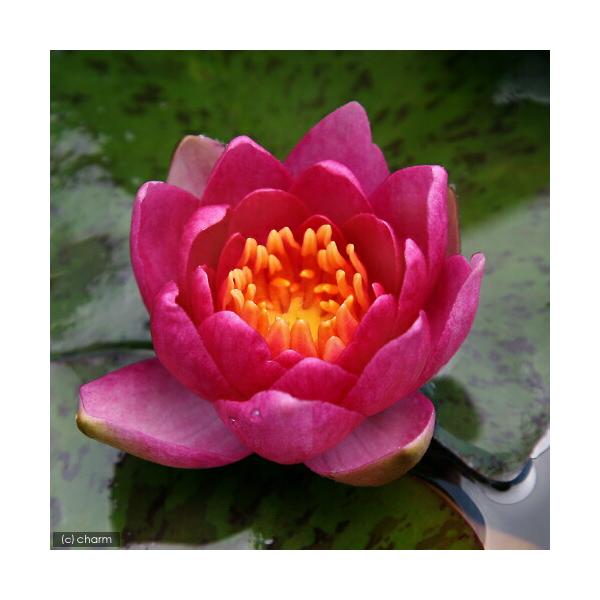 スイレン　睡蓮　栽培　育て方　ビオトープ　温帯性スイレン　スイレンまつり　ガーデニング　水辺植物　チェンジャブル　温帯性　all_plants　YH　ontaiseisuiren　20130316　温帯性睡蓮シリーズ　ontaisei_su...