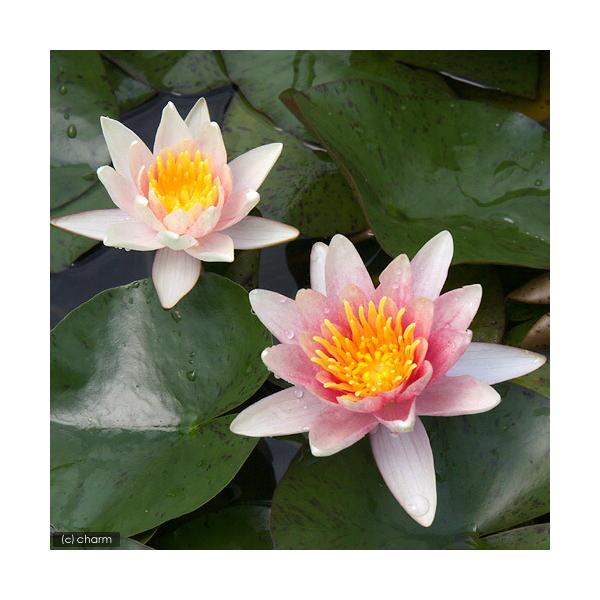 スイレン　睡蓮　栽培　育て方　ビオトープ　温帯性スイレン　スイレンまつり　ガーデニング　水辺植物　チェンジャブル　温帯性　all_plants　YH　20110217　ontaiseisuiren　温帯性睡蓮シリーズ　ontaisei_su...