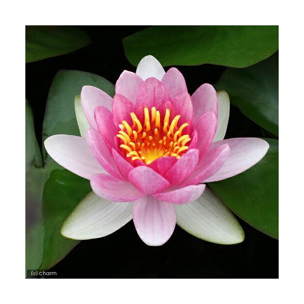 スイレン　睡蓮　栽培　育て方　ビオトープ　温帯性スイレン　スイレンまつり　ガーデニング　水辺植物　レッド　温帯性　all_plants　YH　ontaiseisuiren　ontaiseisuiren_red　20130316　温帯性睡蓮シ...