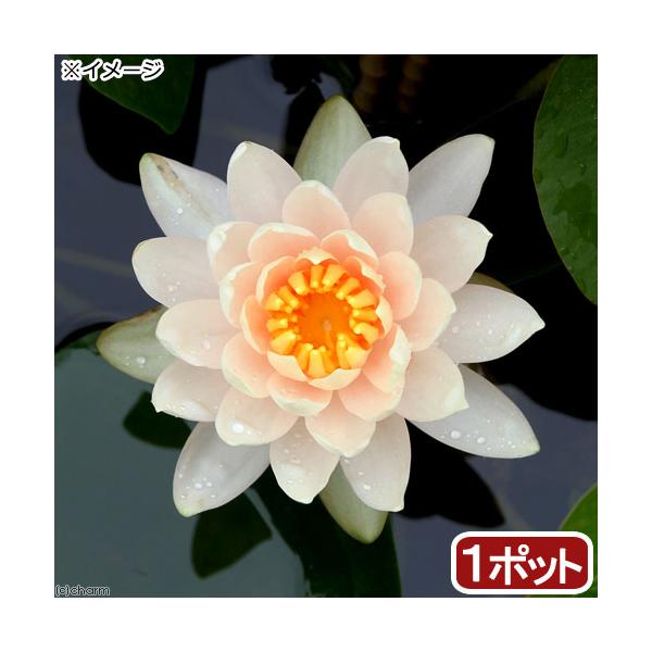 スイレン　睡蓮　栽培　育て方　ビオトープ　温帯性スイレン　スイレンまつり　ガーデニング　水辺植物　ピンク　温帯性　all_plants　YH　20110225　ontaiseisuiren　温帯性睡蓮シリーズ　ontaisei_suiren...