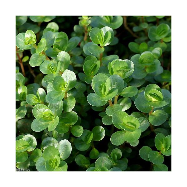 PF_SPQ　Rotala_Wayanad　熱帯魚　_wp　_aqua　Rotala　sp."Wayanad"　有茎　ヤ行　ナンセアンの仲間　水草　後景草　明るい　ワイナード302　all_plants　20100601　水上葉_ロタラ　ロ...