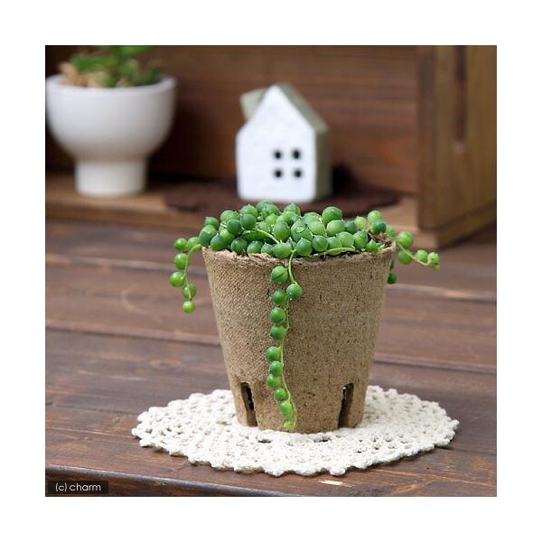 _hachu　_kame　_gardening　観葉植物　園芸　ガーデニング　多肉植物　ビバリウム　アクアテラリウム　パルダリウム　両爬向き植物　キク科　セネキオ属　つる性　蔓性　グリーンネックレスシリーズ　Senecio　rowleyan...