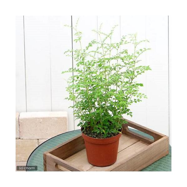 muryotassei_900_999　_gardening　観葉植物　ガーデニング　盆栽　庭木　常緑樹　モクセイ科　トネリコ属　Fraxinus griffithii　タイワンシオジ　台湾シオジ　バットの木　カブトムシの木　シマトネリコシ...