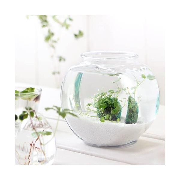 インテリア・雑貨他　ガーデニング　水辺植物　インテリア　all_plants　my_aqua　水草　グラスアクア　int_aquaetc　私の小さなアクアリウムシリーズ　私のアクアリウム0603　20110603　MI　敬老の日2011　m...