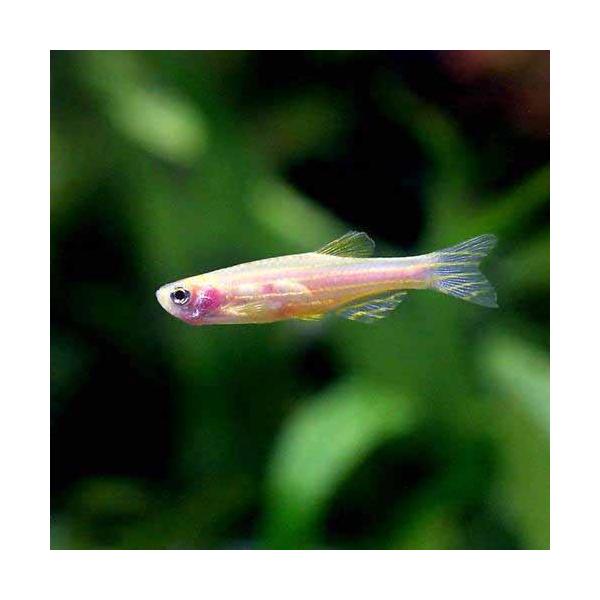 muryotassei_900_999　_aqua　熱帯魚・エビ他　コイ（ラスボラ等）　種類で選ぶ　ダニオ系　ゴールデンゼブラダニオ　１０匹　fish_database　小型種　ビギナーにオススメ　ビギナー小型向け生体　Ｄａｎｉｏ　ｒｅｒｉ...