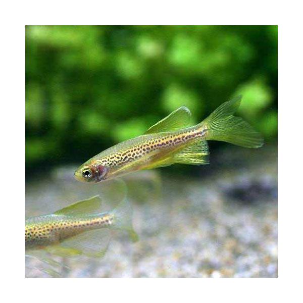 PF_SPQ　熱帯魚・エビ他　コイ　ラスボラ等　種類で選ぶ　ダニオ系　ロングフィンレオパード・ダニオ　１０匹　fish_database　小型種　ビギナーにオススメ　ビギナー小型向け生体　Ｄａｎｉｏ　ｆｒａｎｋｅｉ　ｒｅｒｉｏ　ｖａｒ．　2...