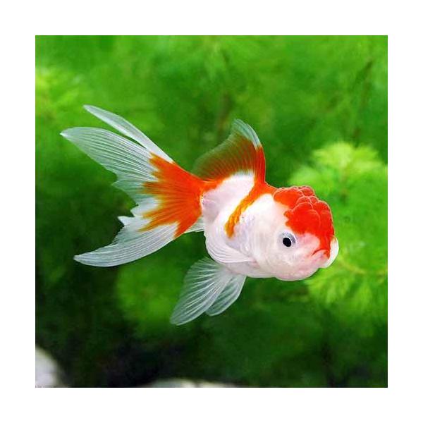 _aqua　熱帯魚・エビ他　可愛い金魚　金魚　オランダ　生体　20100610　YN　金魚・メダカ・錦鯉・日淡　fish_magazine201107　kingyo_power0613　fish_database　nittan_kingyo...