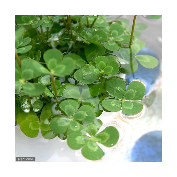 _gardening　ビオトープ　水辺植物　水生植物　ウォータークローバー　デンジソウ　ガーデニング　水辺植物mutica　all_plants　四葉シリーズ　ムチカ単品　ムチカシリーズbio_fall　植物　植物生体　ガーデニング生体　育...