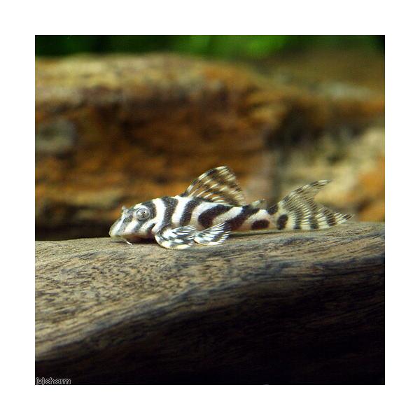 PF_SPQ　sfset　_aqua　fish_database　熱帯魚・エビ他　プレコ　種類で選ぶ　タイガー・ペコルティア系　スーパーインペリアルゼブラプレコ　Ｌ１７３ｂ　ブリード　１匹　Ｈｙｐａｎｃｉsｔｒｕs　sｐ．　ぺコルティア系　...