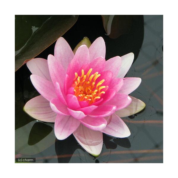 スイレン　睡蓮　栽培　育て方　ビオトープ　温帯性スイレン　スイレンまつり　ガーデニング　水辺植物　ピンク　温帯性　all_plants　YH　ontaiseisuiren　20130320　温帯性睡蓮シリーズ　lkwe633rガーデニング　...