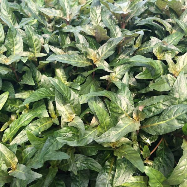 PF_SPQ　熱帯魚　有茎　ハ行　hygrophila　水草　後景草　透明感のある　all_plants　20100903　Hygrophila_violacea　seitaieventbt202603