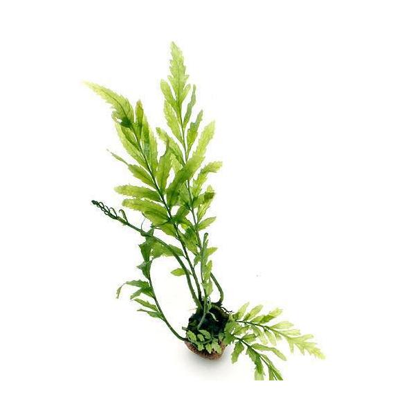 _aqua　熱帯魚　水草付き流木　エビ用水草　micro200806　水草　モス/シダ付流木　all_plants　jp1109　ミクロソリウム　20100906　YS　review25sen水草　life_malti_wp　wp_kywr...