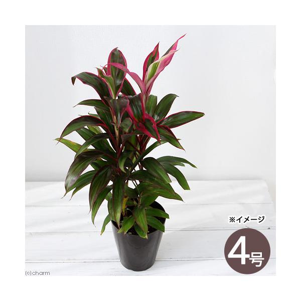 観葉植物　ガーデニング　ビバリウム　アクアテラリウム　パルダリウム　リュウゼツラン科　キジカクシ科　ナギイカダ科　コルジリネ　コルディリネ　コルディリーネ　千年木　センネンボク　グッドラックプランツ　cordyline_series　コルデ...