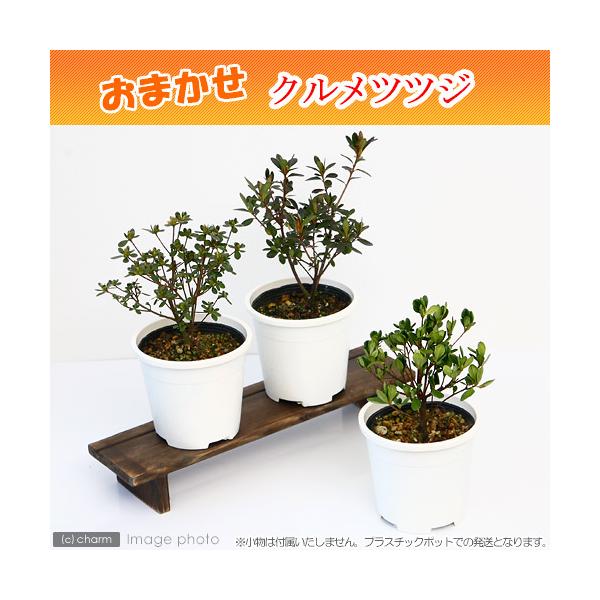 muryotassei_600_699　_gardening　flower_pots　（観葉植物）　ガーデニング　山野草　育て方　育成方法　栽培方法　キリシマツツジ　butterflygarden_azalea