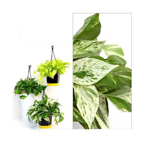 _hachu　_kame　_gardening　観葉植物　園芸　ガーデニング　ビバリウム　アクアテラリウム　パルダリウム　サトイモ　Pothos　エピプレムヌム　Epipremnum　pinnatum　ハンギングシリーズ　ポトスシリーズ　ポ...