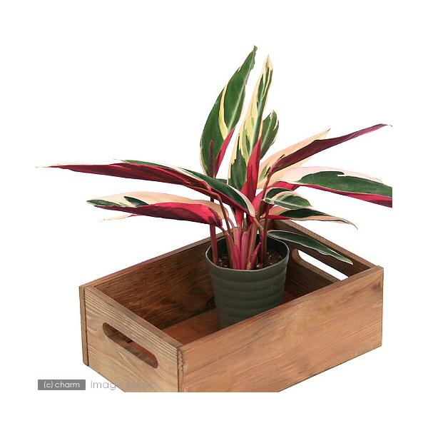 観葉植物　_hachu　_kame　calathea_series　_gardening　園芸　ガーデニング　ビバリウム　アクアテラリウム　パルダリウム　両爬向き植物　クズウコン科　カラテア属　Calathea　'Triostar'　Str...