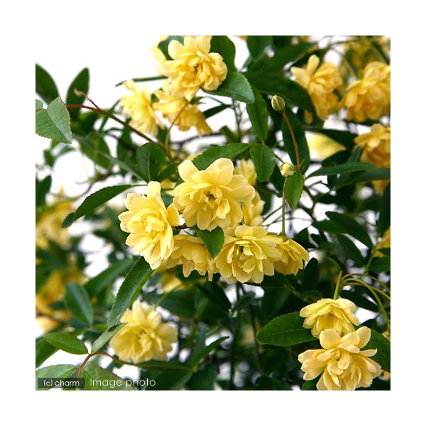 _gardening　ガーデニング　ハーブ　野菜　果物　emporio　観葉植物　all_plants　flower_pots　rosa_item　育て方　育成方法　栽培方法　opa2_delete　butterflygarden_flour