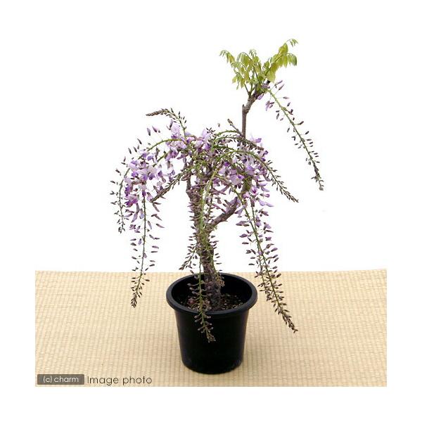 （観葉植物）　観葉植物　ガーデニング　花　苗　藤　いっさいふじ　flower_pots　20100423　ＨＴ　smeosa94　uieldfwl79　_gardening　植物　ボンサイ　盆栽　和　観葉　育て方　育成方法　栽培方法　kai...