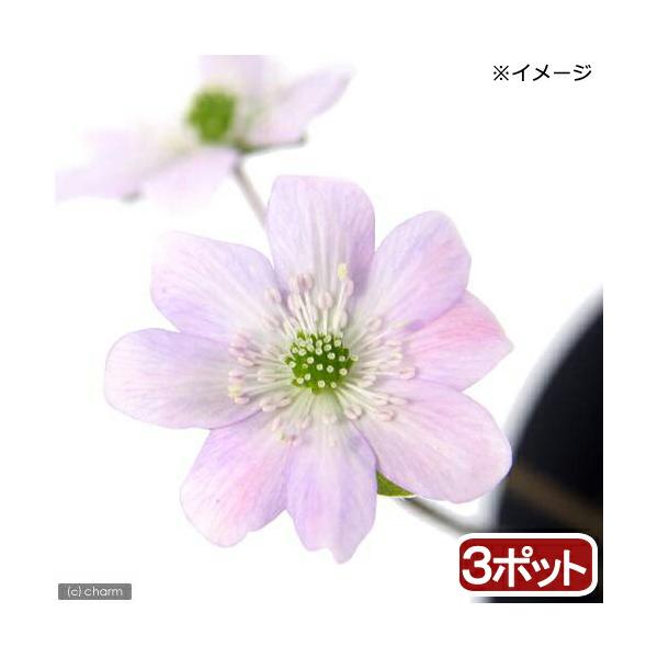 ガーデニング　山野草　雪割草　ユキワリソウ　三角草　ミスミソウ　Ｈｅｐａｔｉｃａ　ｎｏｂｉｌｉｓ　ｖａｒ．ｊａｐｏｎｉｃａ　ing　育て方　育成方法　栽培方法　bnr_hrgmgr　20180307　ＭＳ　sps1803_3pd_sanya...