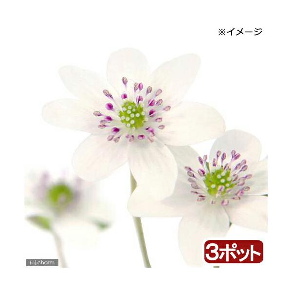 ガーデニング　山野草　雪割草　ユキワリソウ　三角草　ミスミソウ　Ｈｅｐａｔｉｃａ　ｎｏｂｉｌｉｓ　ｖａｒ．ｊａｐｏｎｉｃａ　ing　育て方　育成方法　栽培方法　bnr_hrgmgr　20180307　ＭＳ　sps1803_3pd_sanya...