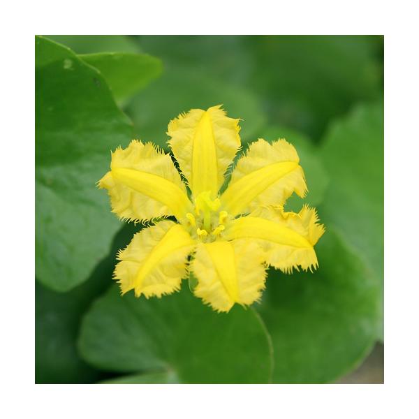 _aqua　_gardening　金魚・メダカ　ガーデニング　ビオトープ　水辺植物　水生植物　植物　植物生体　ガーデニング生体　育て方　育成方法　栽培方法　浮葉植物　opa2_delete　aoko2023measures