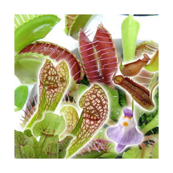 paludariumplants　パルダリウム　テラリウム　_gardening　_hachu　_kame　ガーデニング　食虫　食虫植物　ll_plants　食虫植物シリーズ　爛漫シリーズ　20100831　ＨＴnepot_pio　おまかせ...