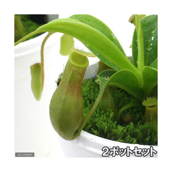paludariumplants　パルダリウム　テラリウム　_gardening　_hachu　muryotassei_900_999　_kame　観葉植物　園芸　ガーデニング　ビバリウム　アクアテラリウム　食虫植物　ネペンテス　ウツボカズ...