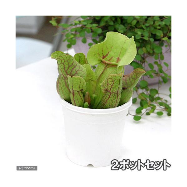 paludariumplants　パルダリウム　テラリウム　観葉植物　園芸　ガーデニング　ビバリウム　アクアテラリウム　食虫植物　ヘイシソウ　瓶子草　ピッチャープラント　Sarracenia　purpurea　ssp.venosa　otos...