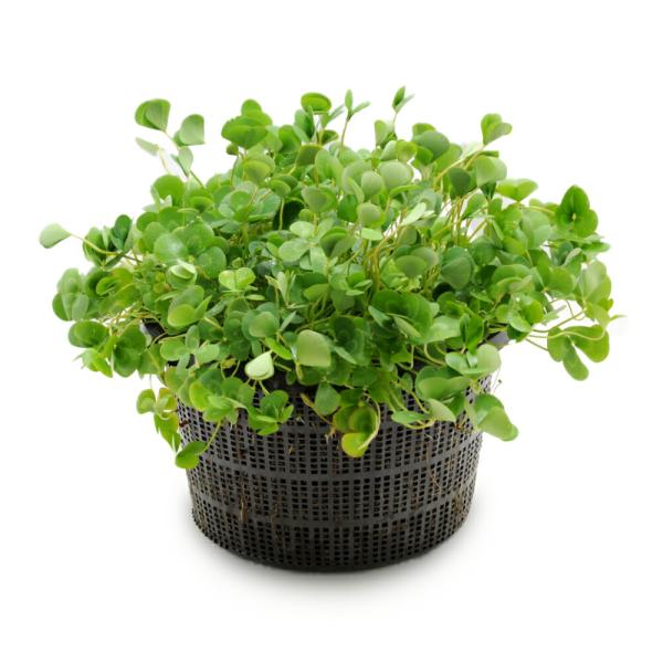 ガーデニング　水辺植物　その他水辺植物　観葉植物　背丈２０ｃｍ未満　抽水植物　こんもりムチカ　20100715　ＨＴ　幸せウォータークローバー　wodqw7　hmwrs31　四葉シリーズ　育て方　育成方法　栽培方法　happy_mutica...