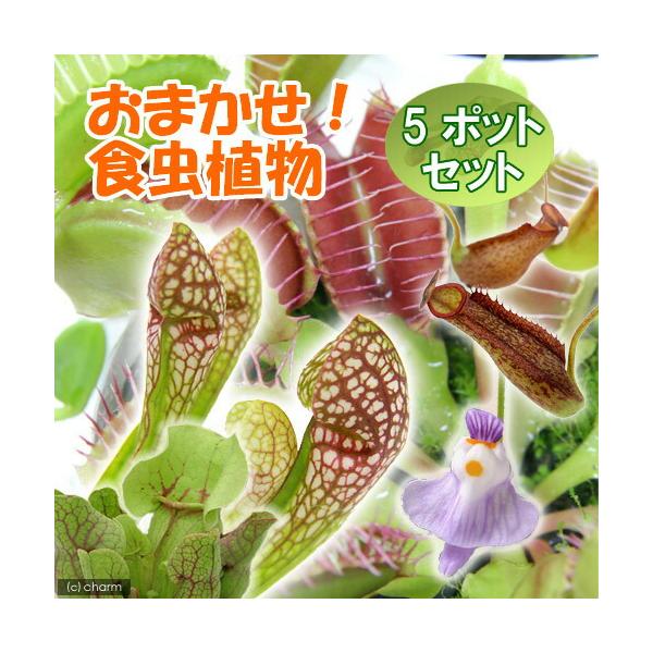 paludariumplants　パルダリウム　テラリウム　ガーデニング　食虫　食虫植物　mushiyoke_plants　all_plants　食虫植物シリーズ　爛漫シリーズ　20100831　ＨＴ　fivepot_pio　おまかせ食虫植...
