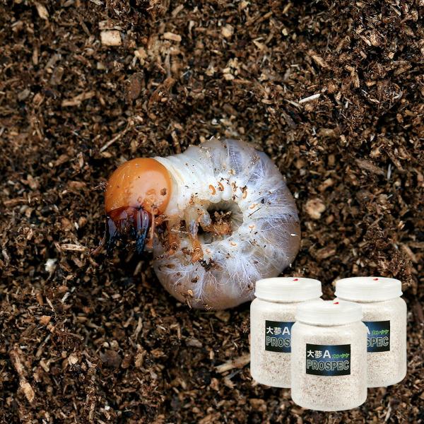 coolcomponent　昆虫用品　飼育用品　菌糸ビン　オリジナル飼育セット　菌糸ビン幼虫セット　youtyu_daimu_set　20100922　YM　startset_insect　startset_kuwagata　humei_o...