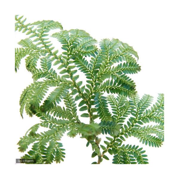 paludariumplants　パルダリウム　テラリウム　line2462terarium　_aqua　_gardening　_hachu　_kame　観葉植物　園芸　ガーデニング　ビバリウム　アクアテラリウム　水草　イワヒバ　セラギネラ...