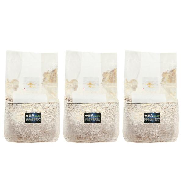 メーカー：ブリーダーズファーム 菌糸ブロック　coollogist　夏季クール対応　_insect　昆虫用品　kuwagatayotyuugood　飼育用品　Ｇ―ｐｏｔシリーズ　カブト　クワガタ　用品　産卵木他　菌糸ビン　500_1500　...